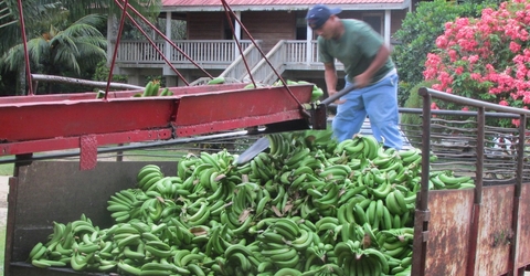 Support to the banana sector | Resources and synergies development